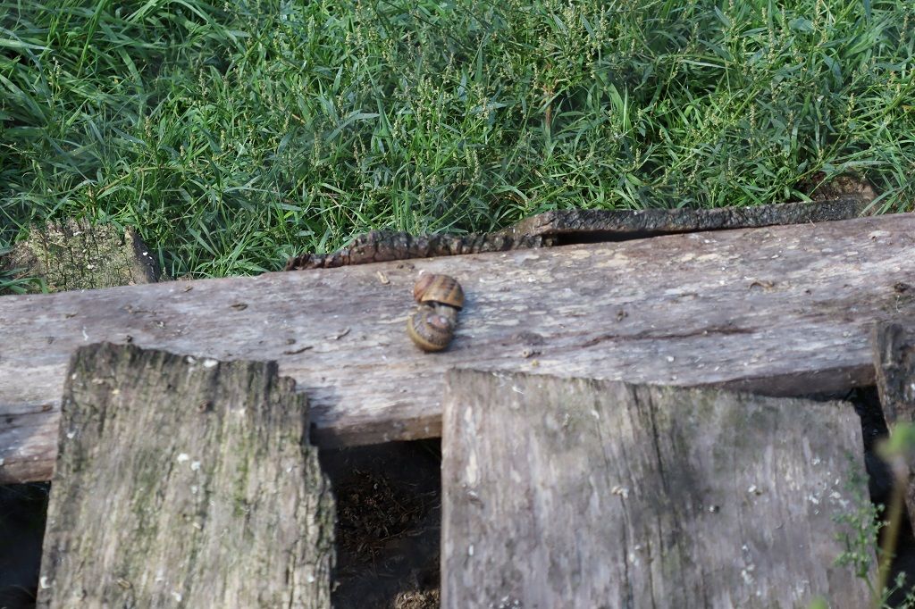 Visite à la Maison Royer - Office de Tourisme du Pays des Herbiers
